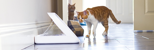 5 top tips to encourage picky cats to eat