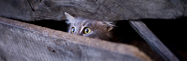 What to do if your cat goes missing