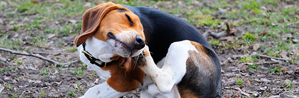 Reasons dogs scratch and how to deal with it