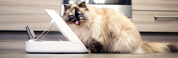 Why it’s important to monitor your cat’s feeding