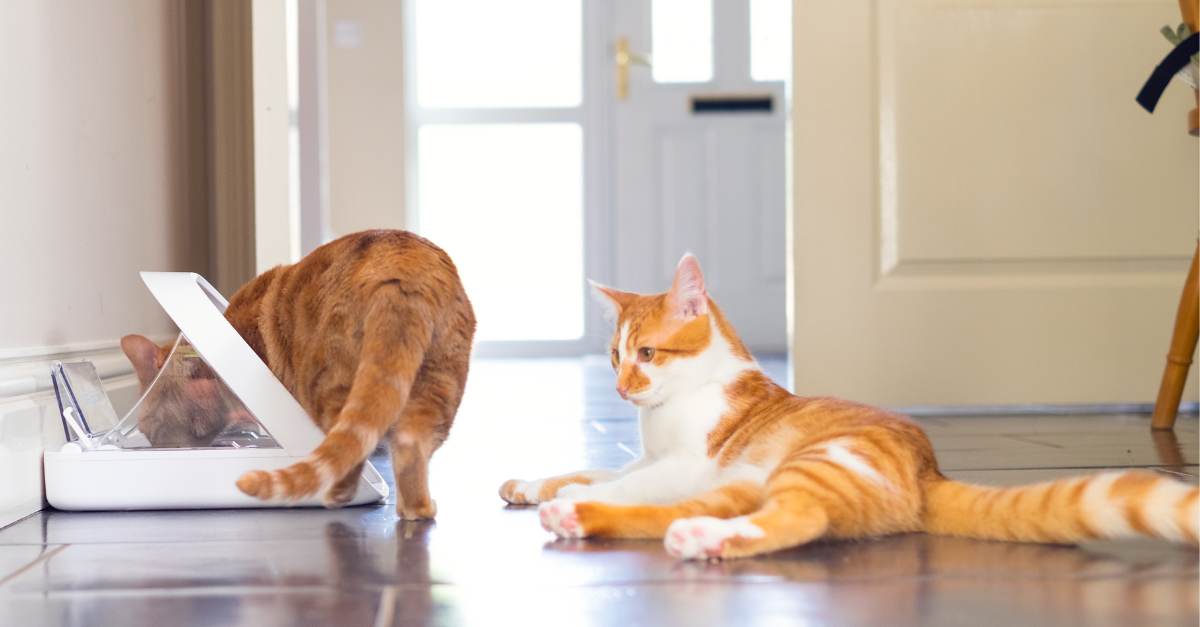 What to Consider When Bringing a New Pet into Your Multi-Pet Home