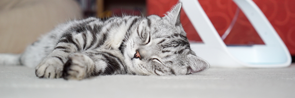 First Steps to Take to Find a Lost Cat
