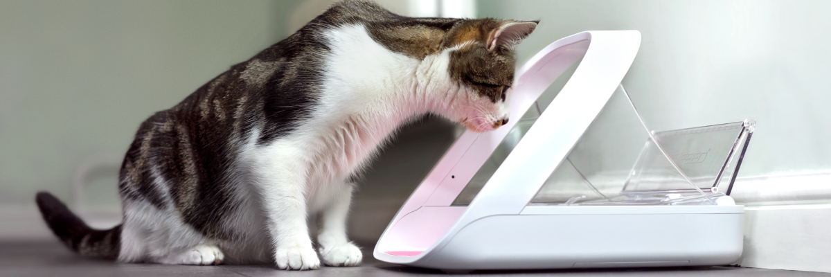 5 Reasons to Choose a Microchip Pet Feeder