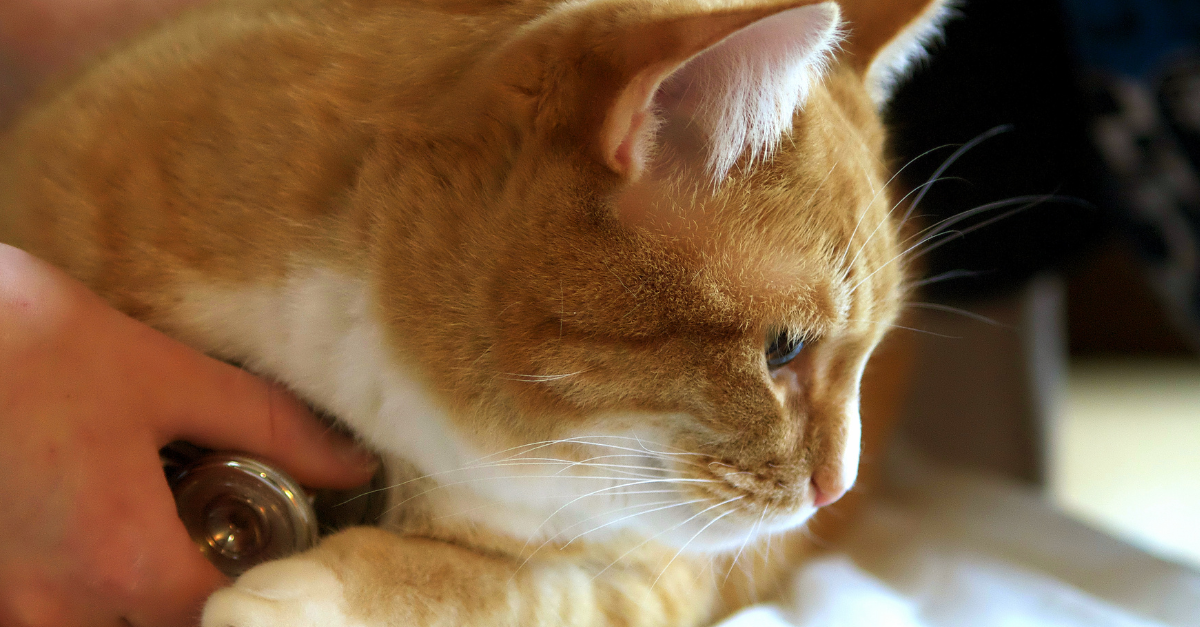 Why Taking Your Cat to the Vet Is Important