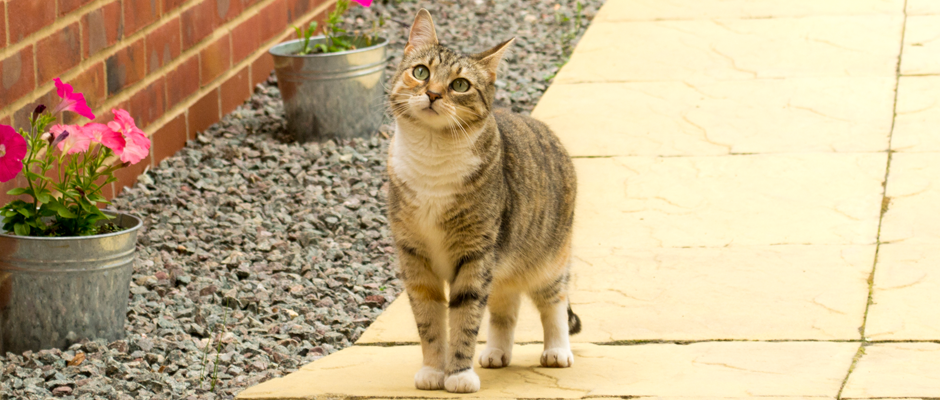 How to care for cats that have outdoor access