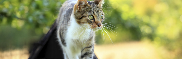 Understanding your cat’s territory | Cat Care | SureFlap