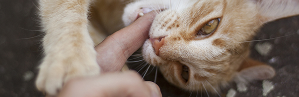 How to deal with biting behaviour in cats